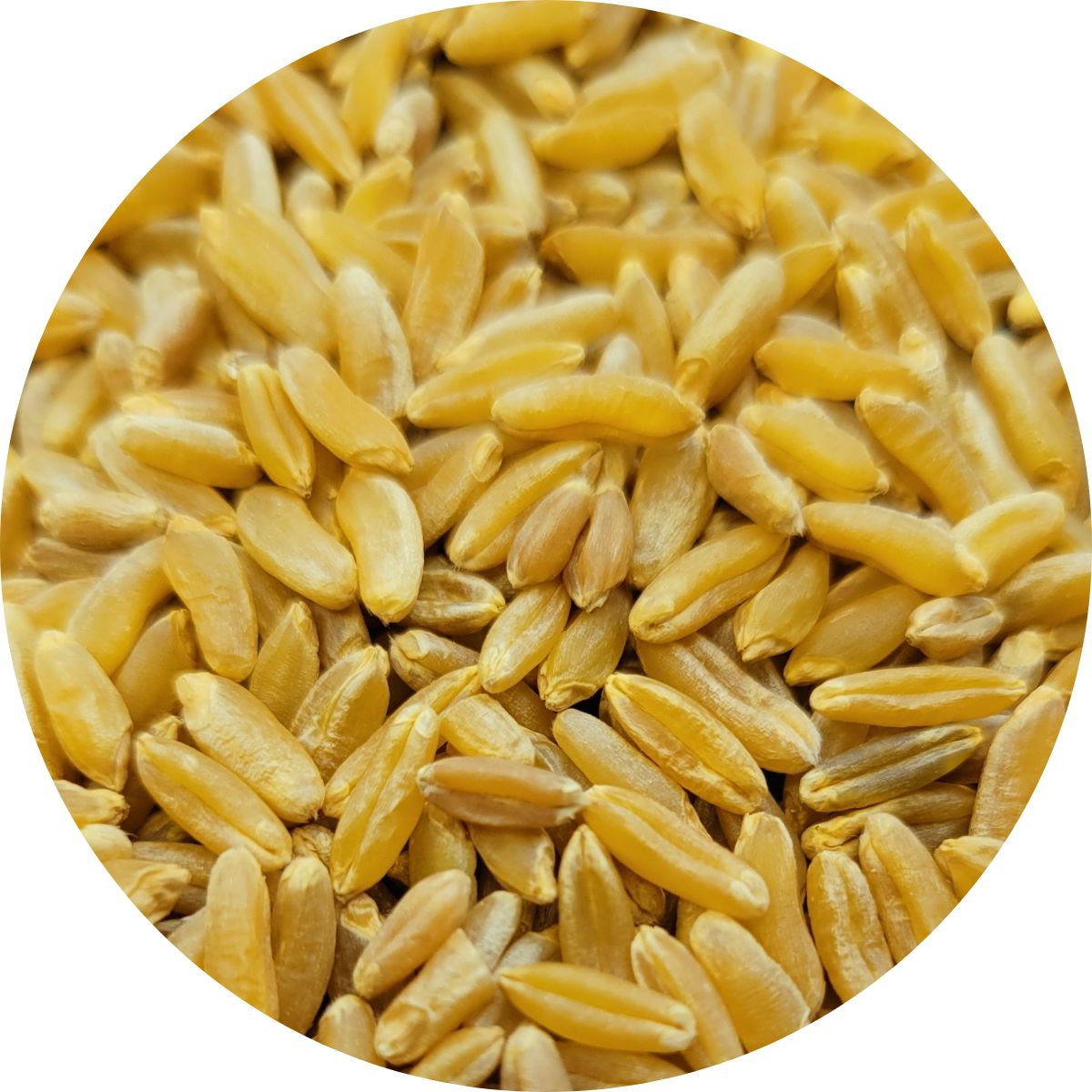 Wheat Berries Deciphered: Unlocking the Secrets of Flour Varieties