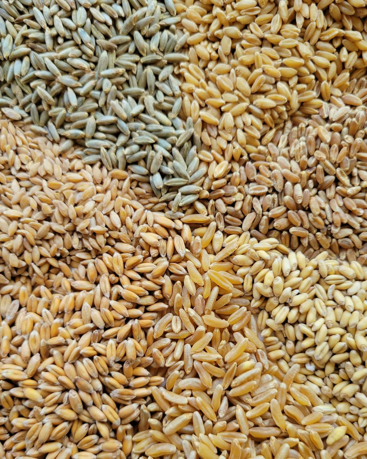 Wheat Berries Deciphered: Unlocking the Secrets of Flour Varieties