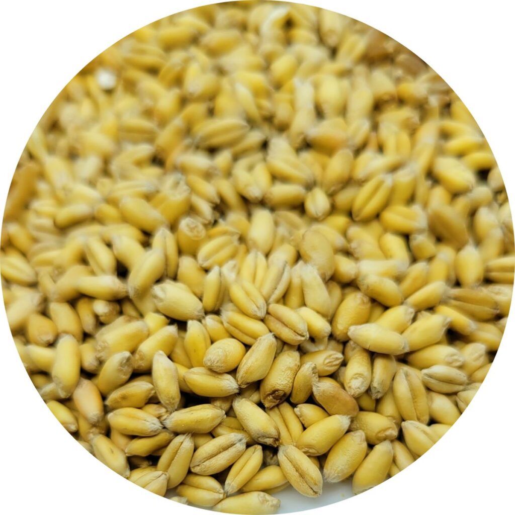 Wheat Berries Deciphered: Unlocking the Secrets of Flour Varieties